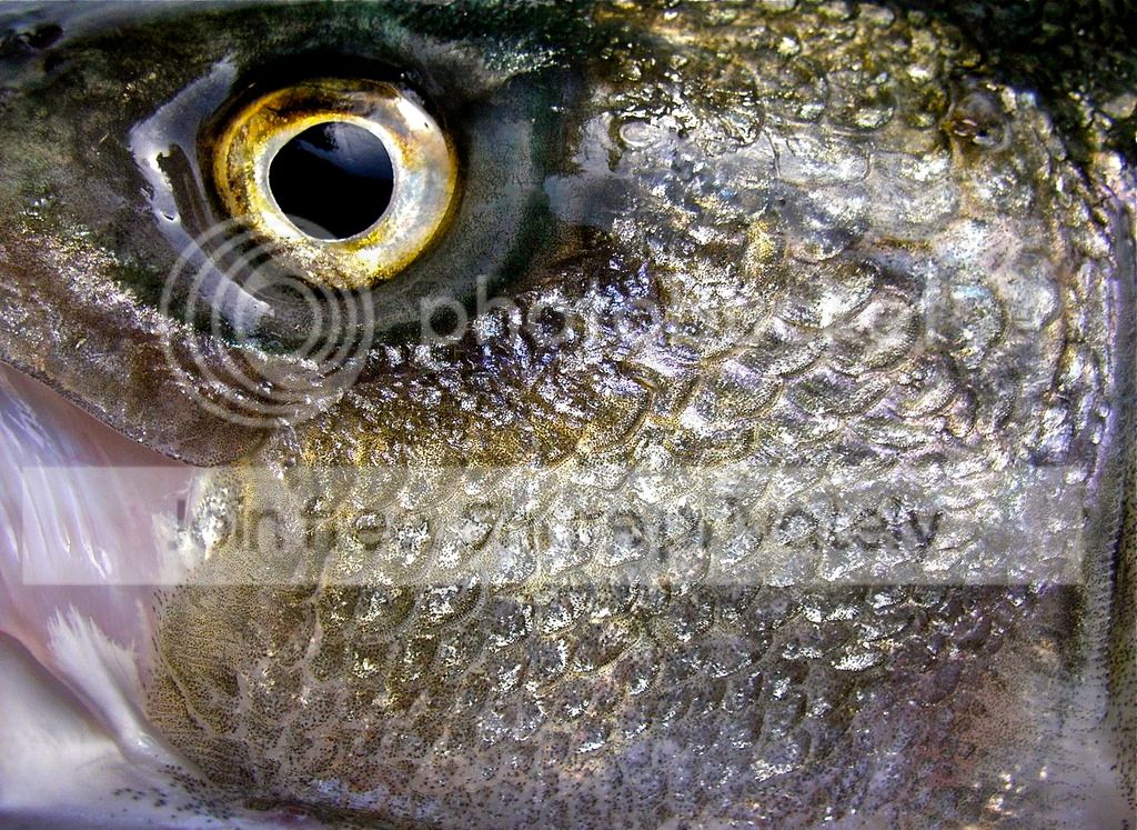 Lets see your favorite Herring pattern. - Page 2 - Fly Fishing - SurfTalk
