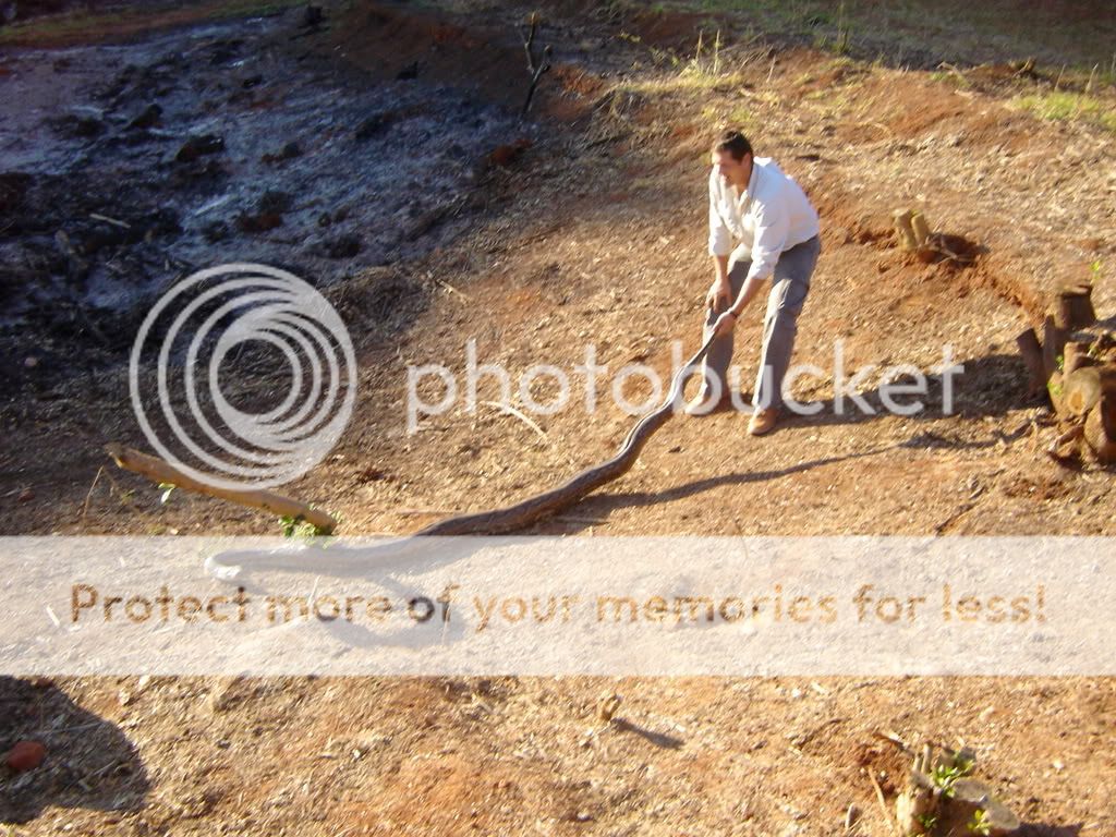 African Rock Python | Reptile Forums