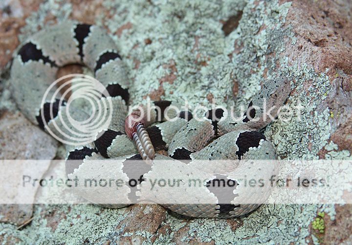 Banded rocks, habitat, vistas and blood - all new pics - Field Herp Forum