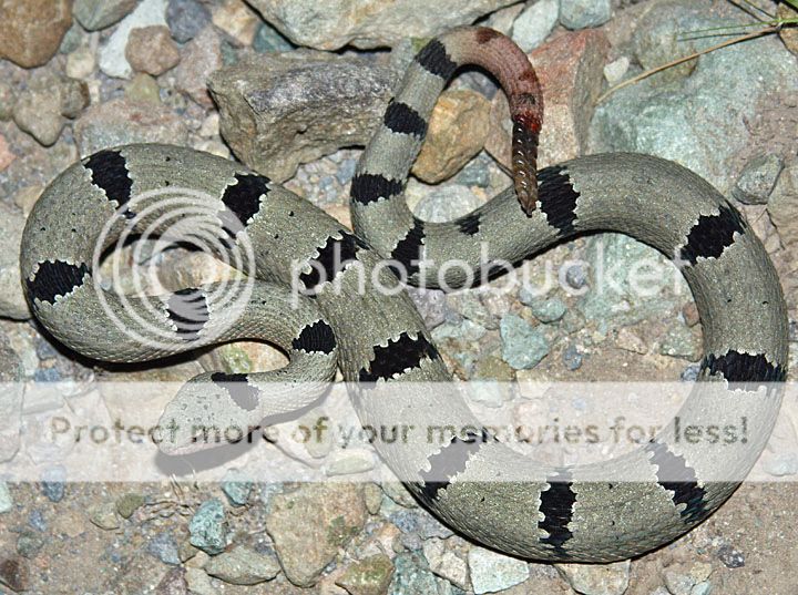 Banded rocks, habitat, vistas and blood - all new pics - Field Herp Forum
