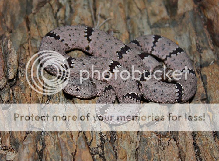 Banded rocks, habitat, vistas and blood - all new pics - Field Herp Forum