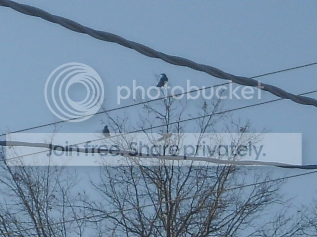 Crows? - Central Illinois | BirdForum