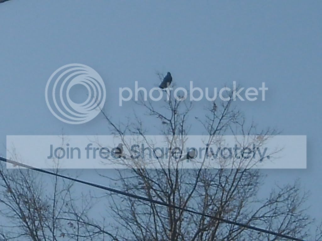 Crows? - Central Illinois | BirdForum