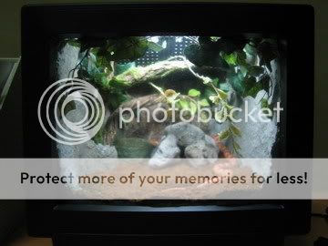 computer terrarium a.k.a. COMPUTARIUM | Reptile Forums