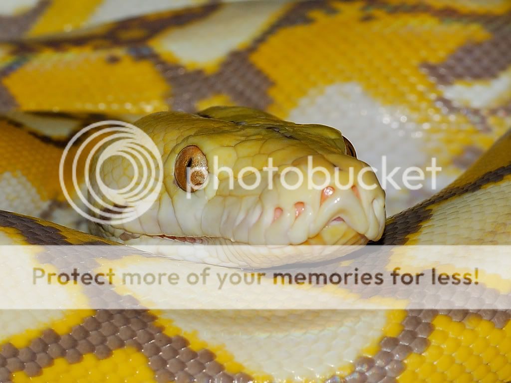 Very, very special retic collection for sale | Reptile Forums