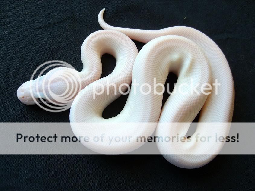 Black Eyed Leucistic Royal | Reptile Forums