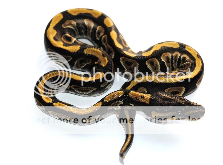 Female Phantom Royal Python | Reptile Forums