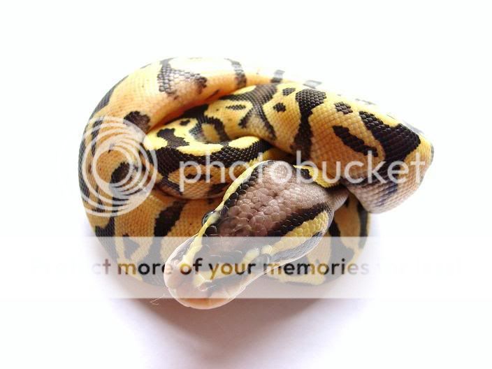 FIREFLY Royal WOW | Reptile Forums