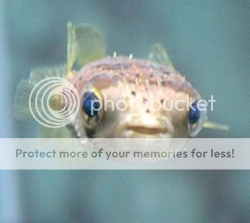 porcupine puffer - The Puffer Forum