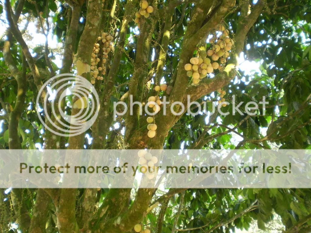 Duku Langsat Tree Pictures, Images & Photos | Photobucket
