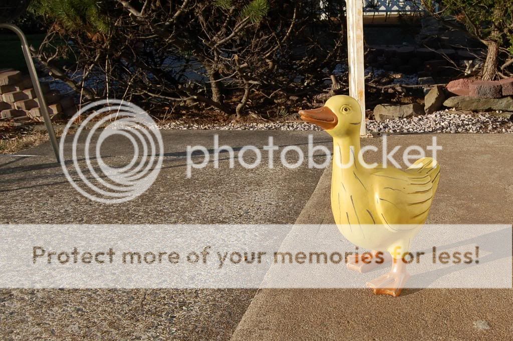 Duck. | VW Vortex - Volkswagen Forum