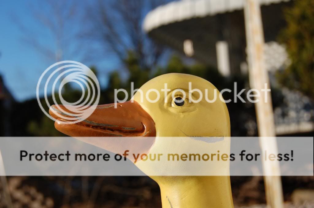 Duck. | VW Vortex - Volkswagen Forum